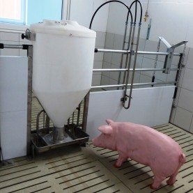 Schweinemast - En-Sta - Stalltechnik